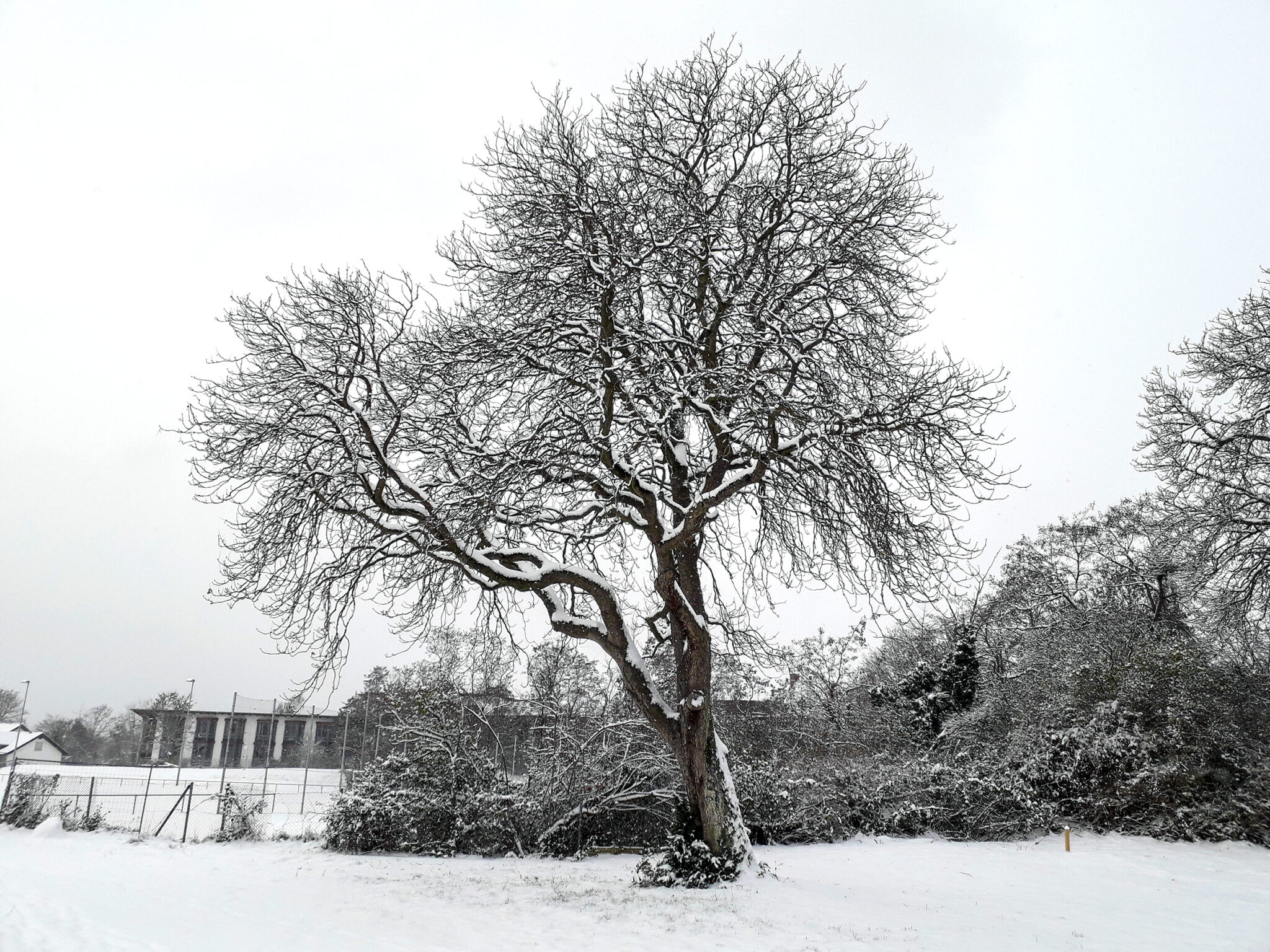 Frohe Weihnachten 2025 – Feste Kaiser Franz e.V.